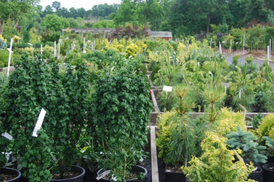 Susanna Farm Nursery – Stunning Specimens … Spectacular Setting